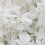 Ramo de flores blancas - La Corcheta